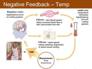 Physiology of Homeostasis | PPTX