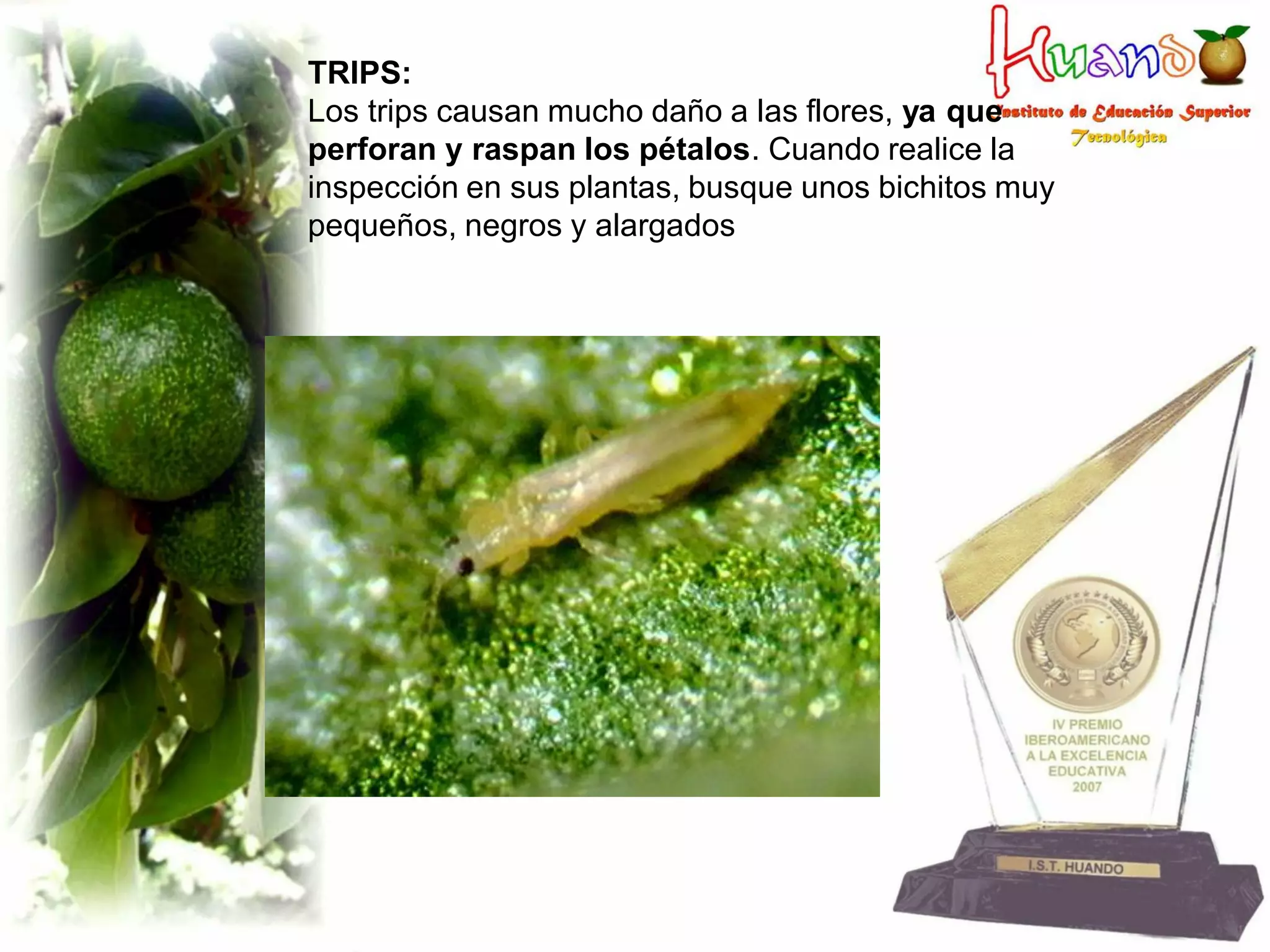 Plagas en el Cultivo de Palto | PDF