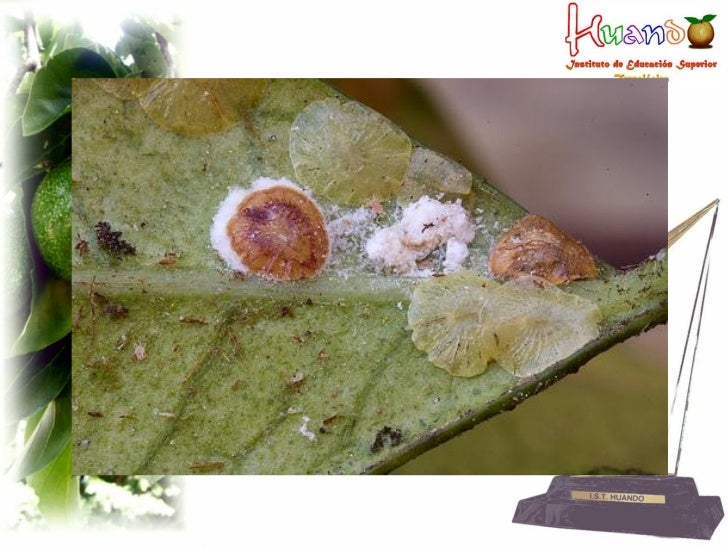 Plagas en el Cultivo de Palto