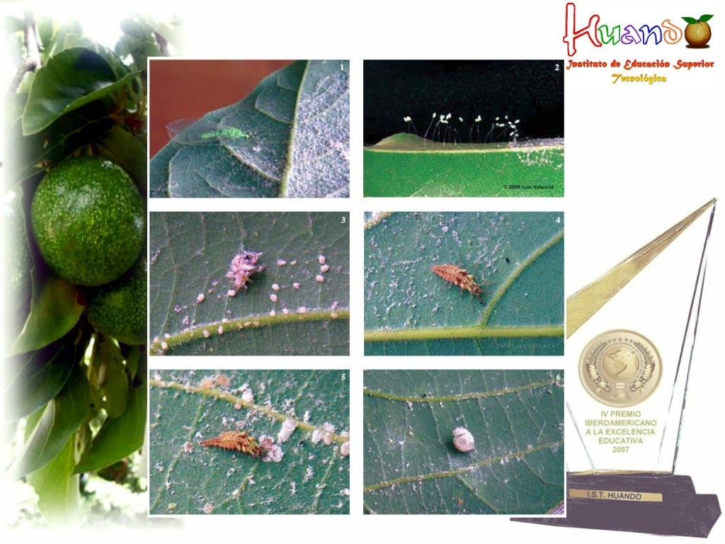 Plagas en el Cultivo de Palto