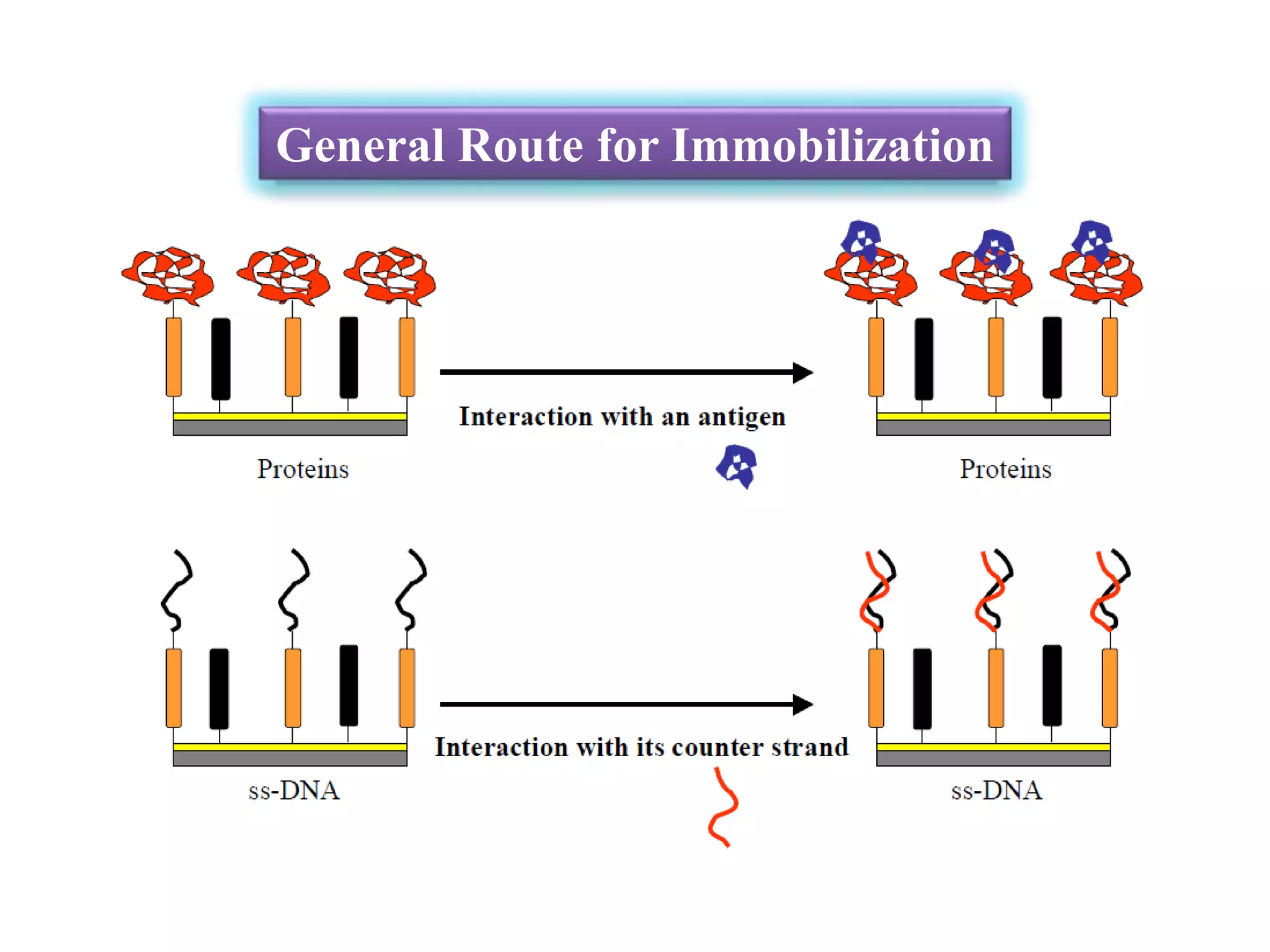 preparation of surface for biomolecule immobilization lecture 4 | PPT