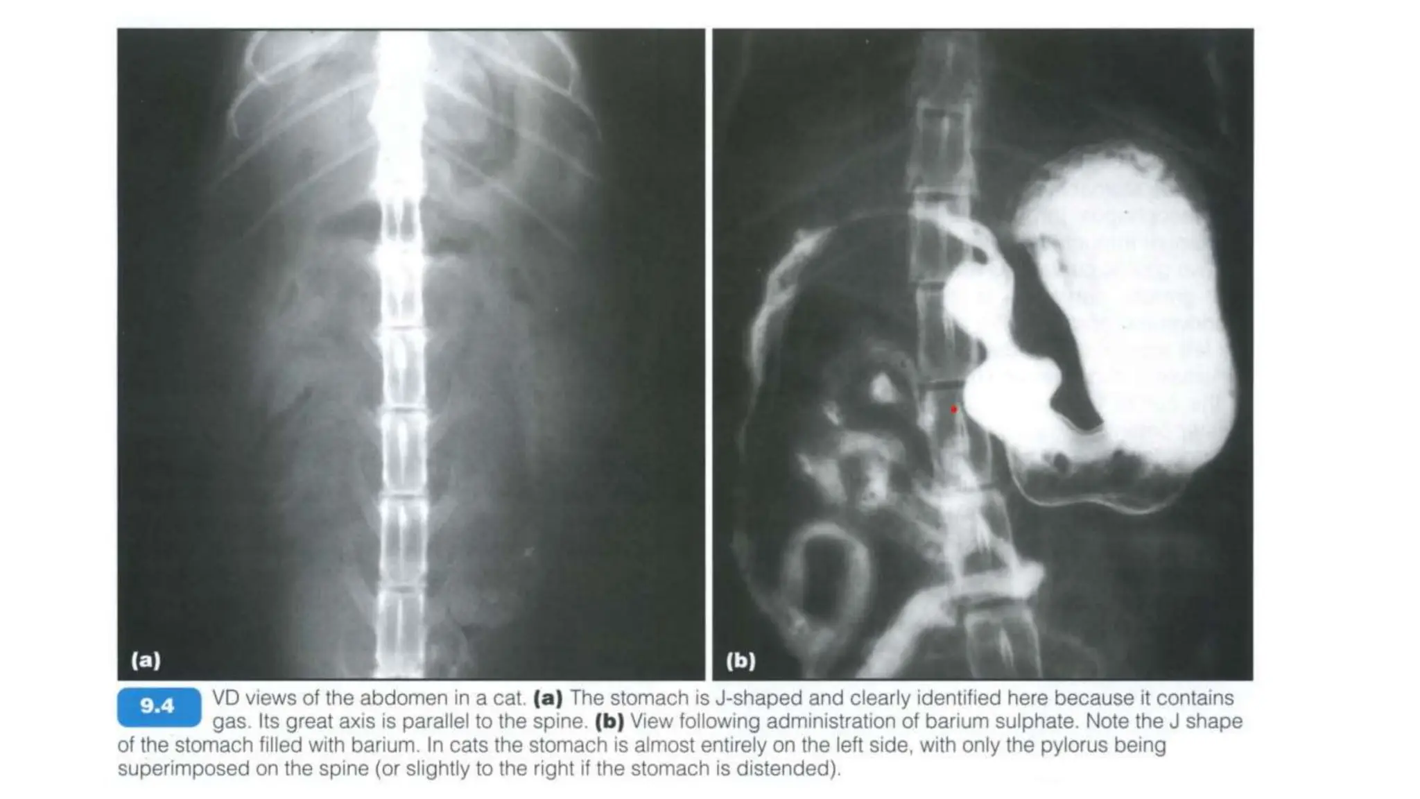 Radiographic Quality, Density, Contrast, Detail, Radiographic ...