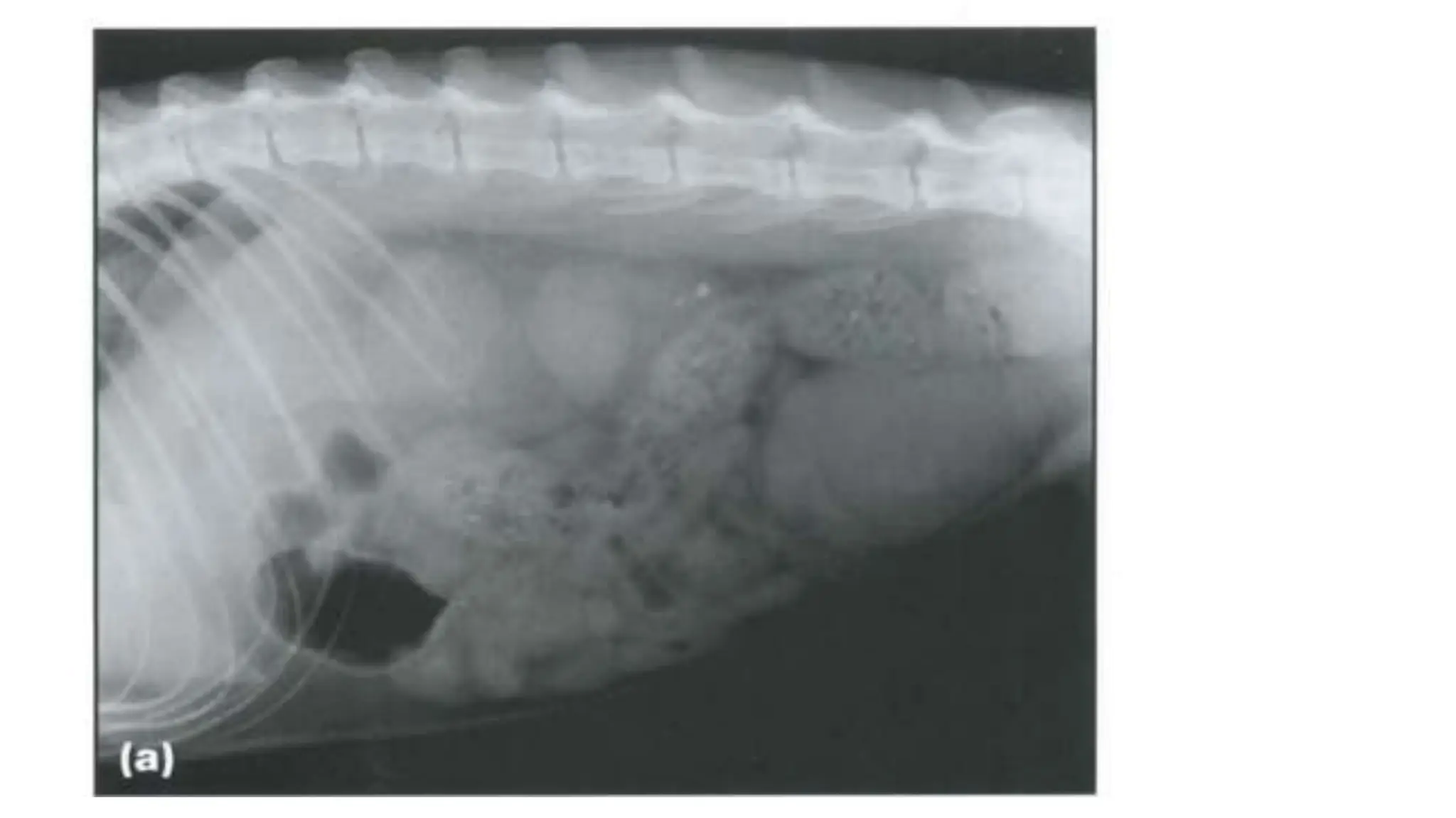 Radiographic Quality, Density, Contrast, Detail, Radiographic ...