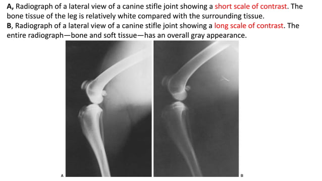 Radiographic Quality, Density, Contrast, Detail, Radiographic ...