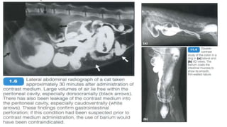 Radiographic Quality, Density, Contrast, Detail, Radiographic ...