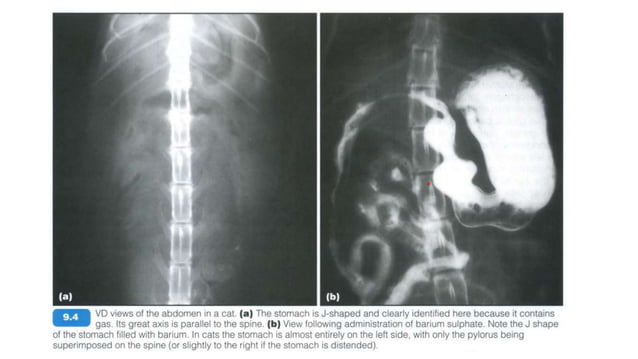 Radiographic Quality, Density, Contrast, Detail, Radiographic ...