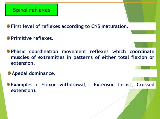 4 - reflexes maturation - new 2018.pptx