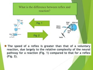 4 - reflexes maturation - new 2018.pptx