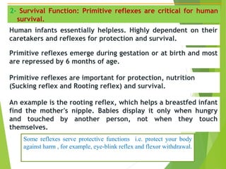 4 - reflexes maturation - new 2018.pptx