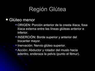 4. región glútea | PPT