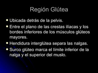 4. región glútea | PPT