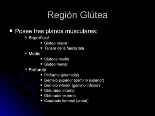 4. región glútea | PPT