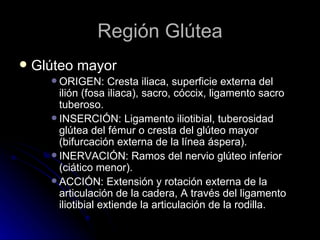 4. región glútea | PPT