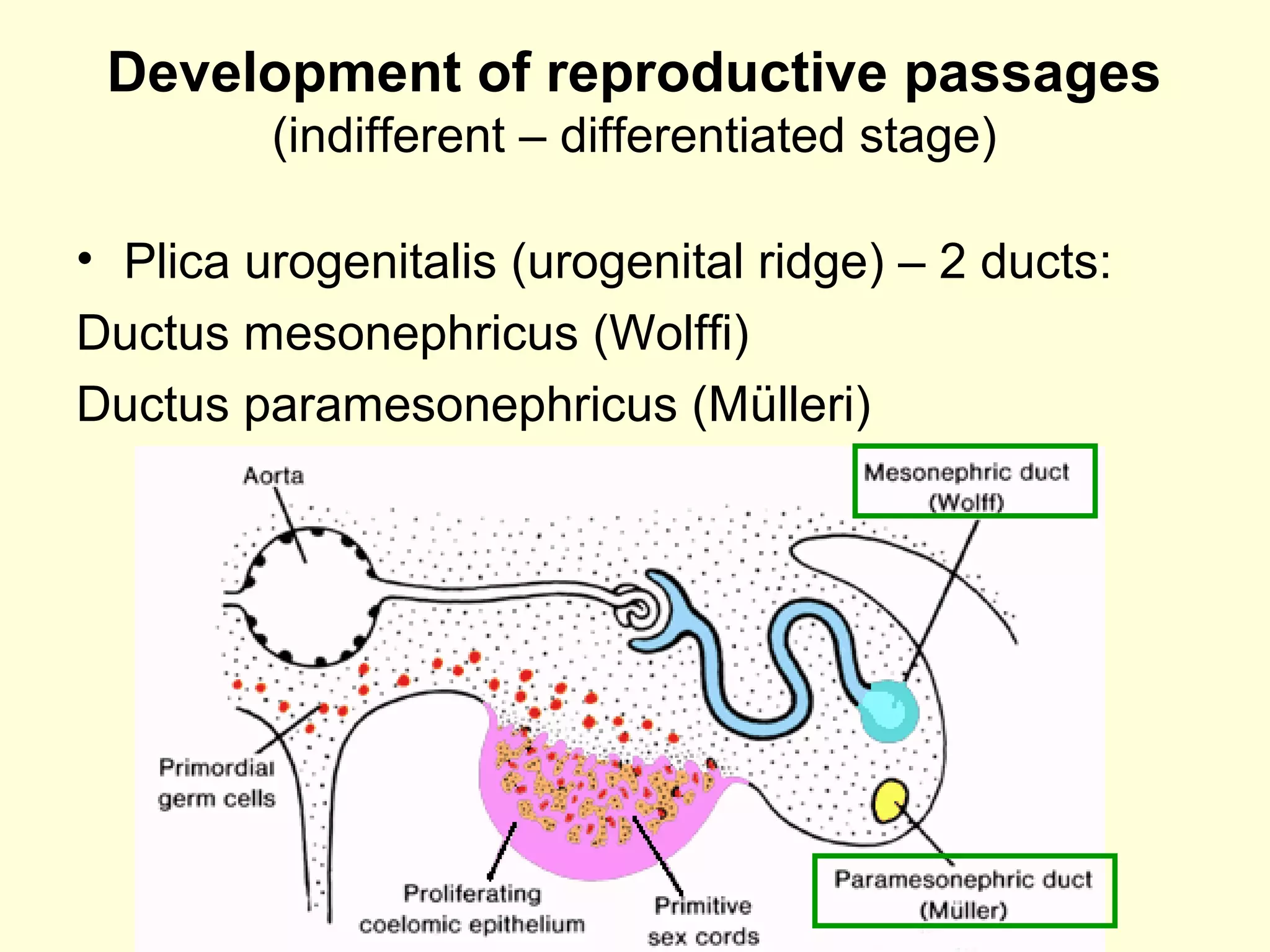 4 -reproductive_system | PPT