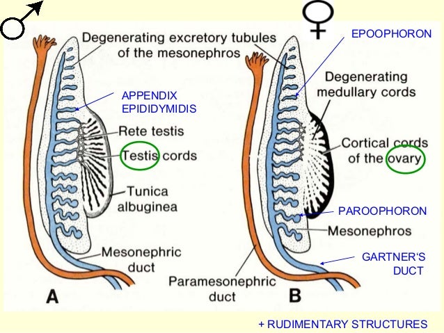 4 -reproductive_system