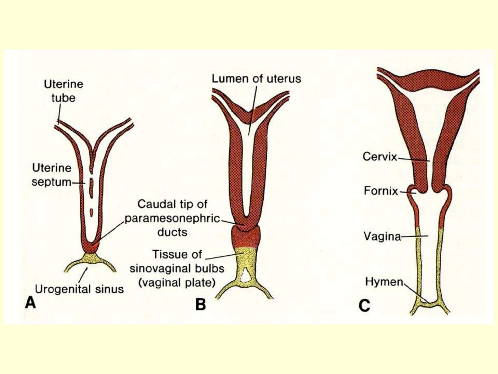 4_-_reproductive_system.pptbbbbbbbbbbbbb | PPT