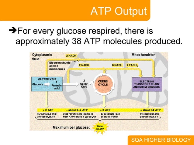 4. Respiration | PPT