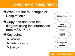 4. Respiration | PPT