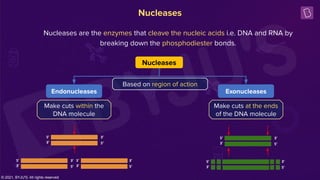 4-Restriction Enzymes.pdf
