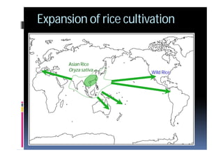 4 rice | PDF