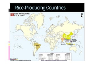 4 rice | PDF