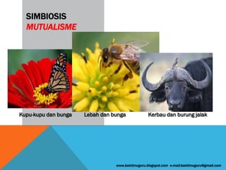 4 simbiosis | PPSX