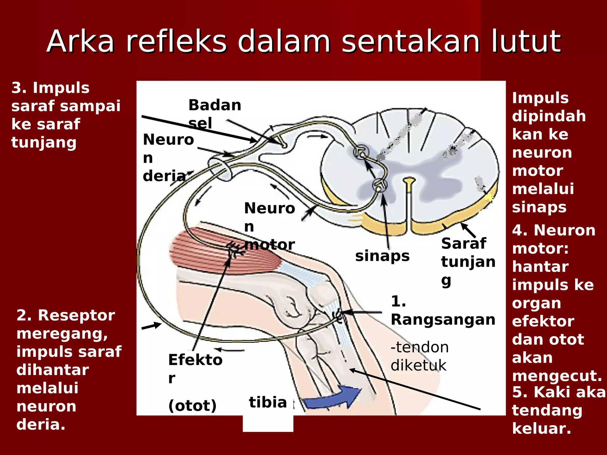 4 sistem-saraf-tingkatan-4 | PDF