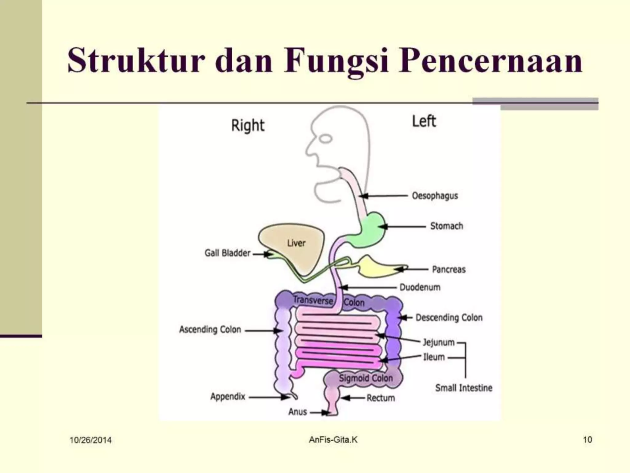 Sistem Digestive (Sistem Pencernaan Manusia) | PPTX
