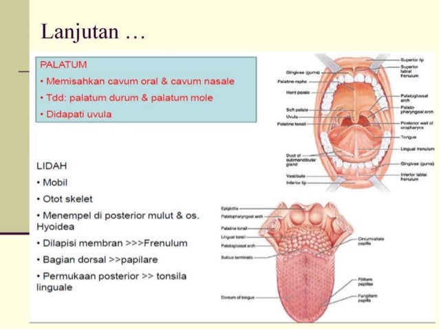 Sistem Digestive Sistem Pencernaan Manusia