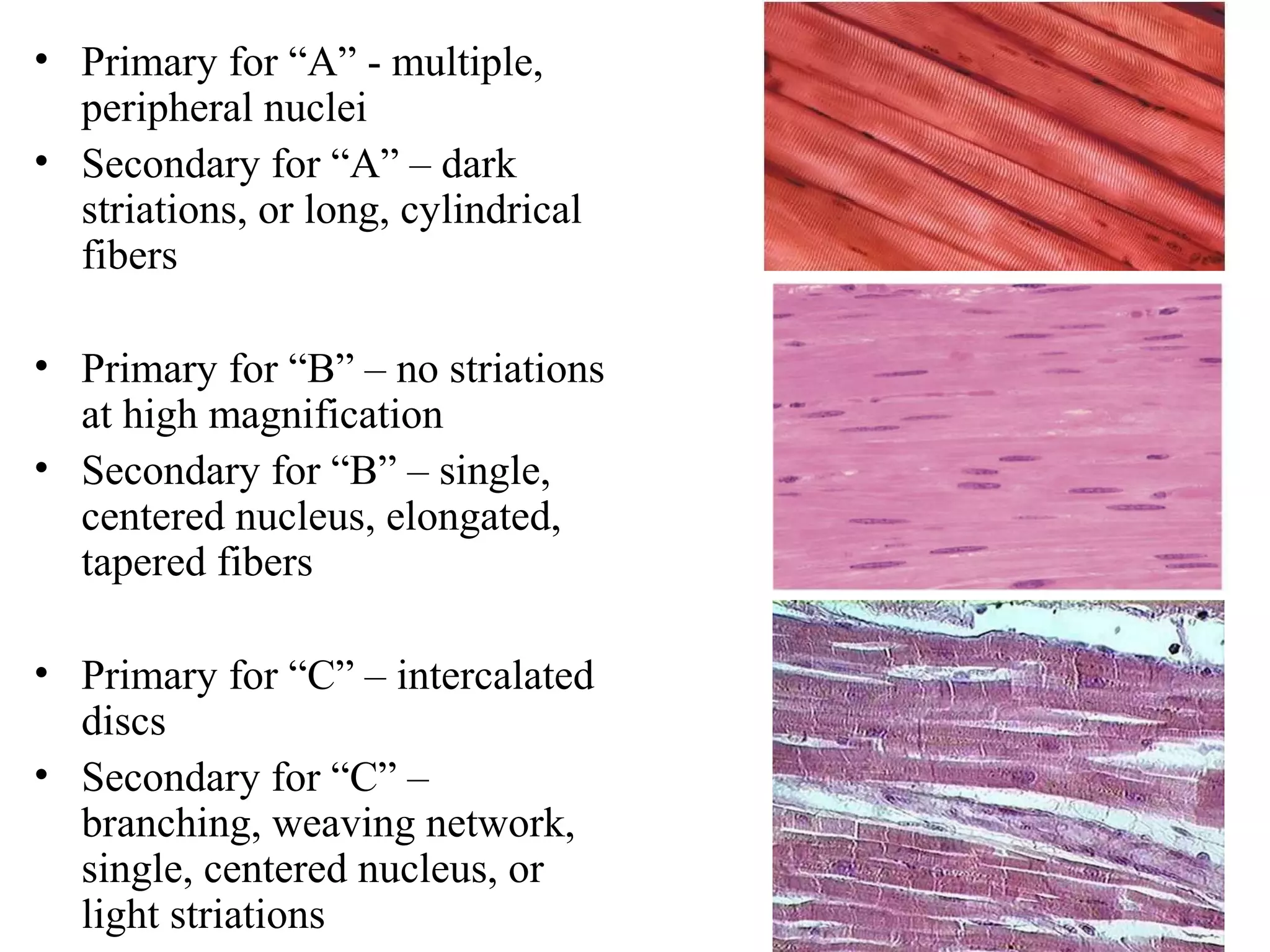 4. smooth muscle tissue | PPT