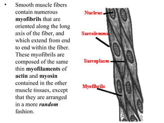 Smooth Muscle Tissue Labeled Diagram
