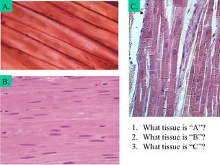 Trachea Microscope Slide Smooth Muscle