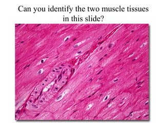 Smooth Muscle Cell Slide