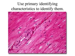 Smooth Muscle Tissue Slides