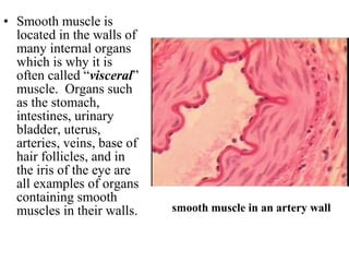 Smooth Muscles Examples