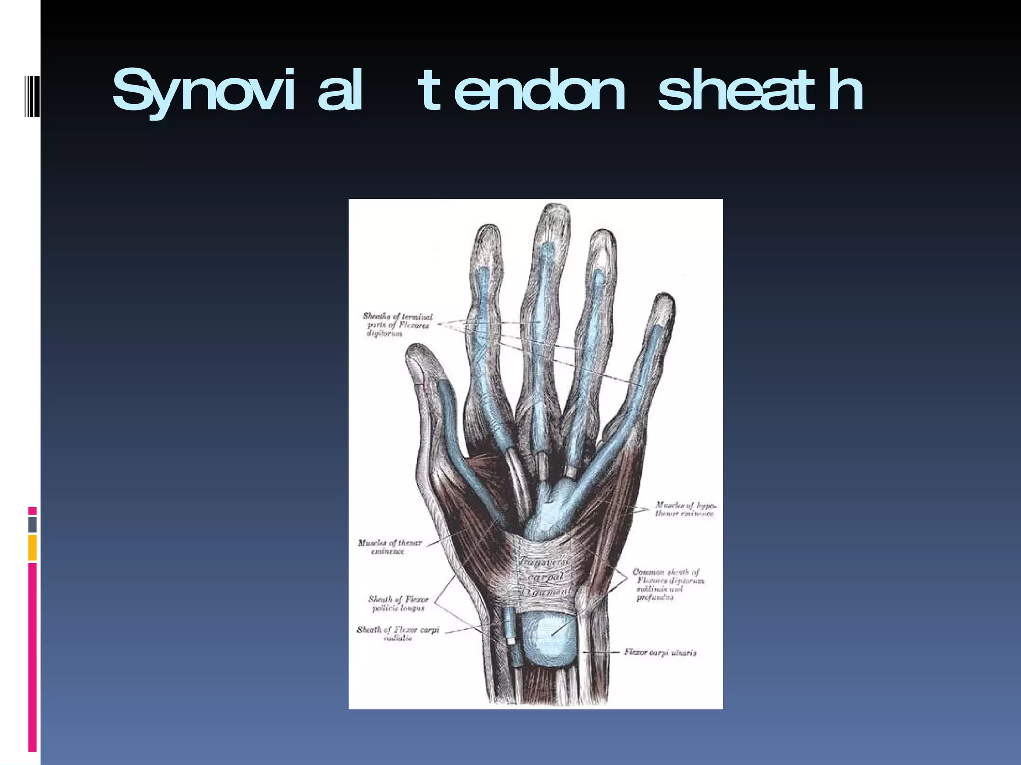 4. spaces of the hand & its applied anatomy[1] | PPT