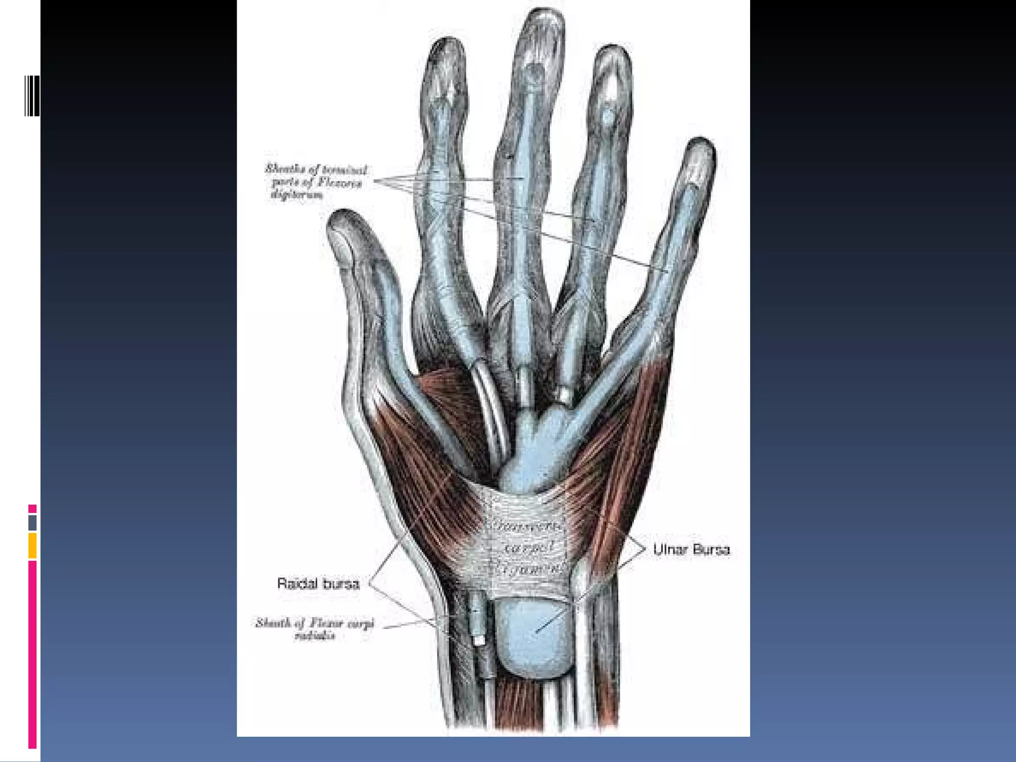 4. spaces of the hand & its applied anatomy[1] | PPT