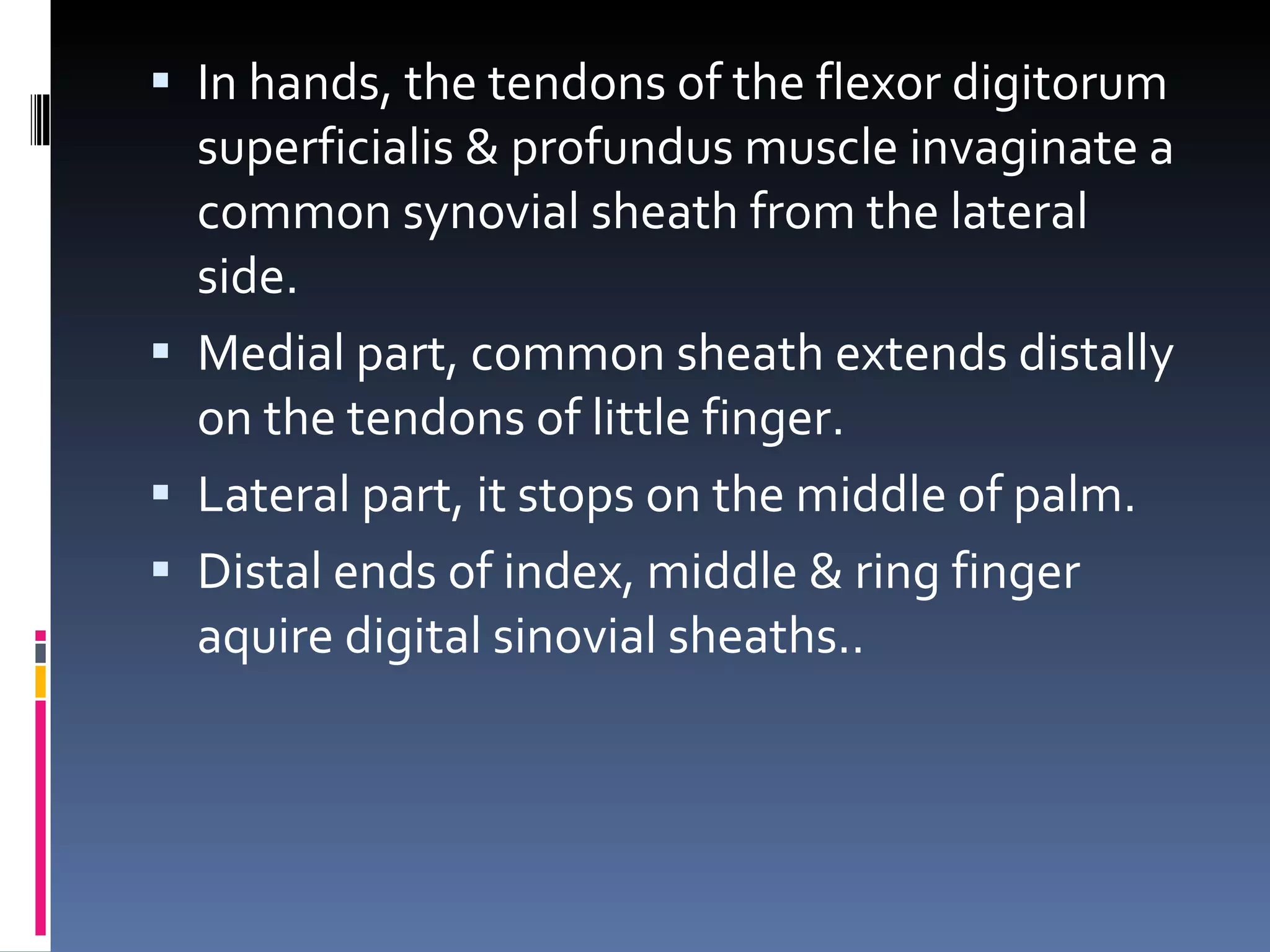 4. spaces of the hand & its applied anatomy[1] | PPT