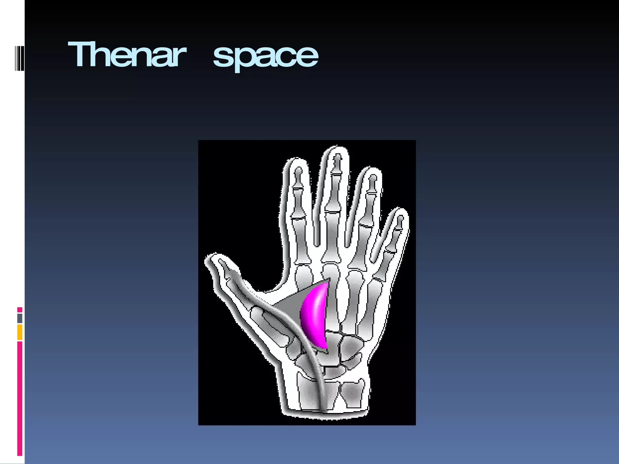 4. spaces of the hand & its applied anatomy[1] | PPT