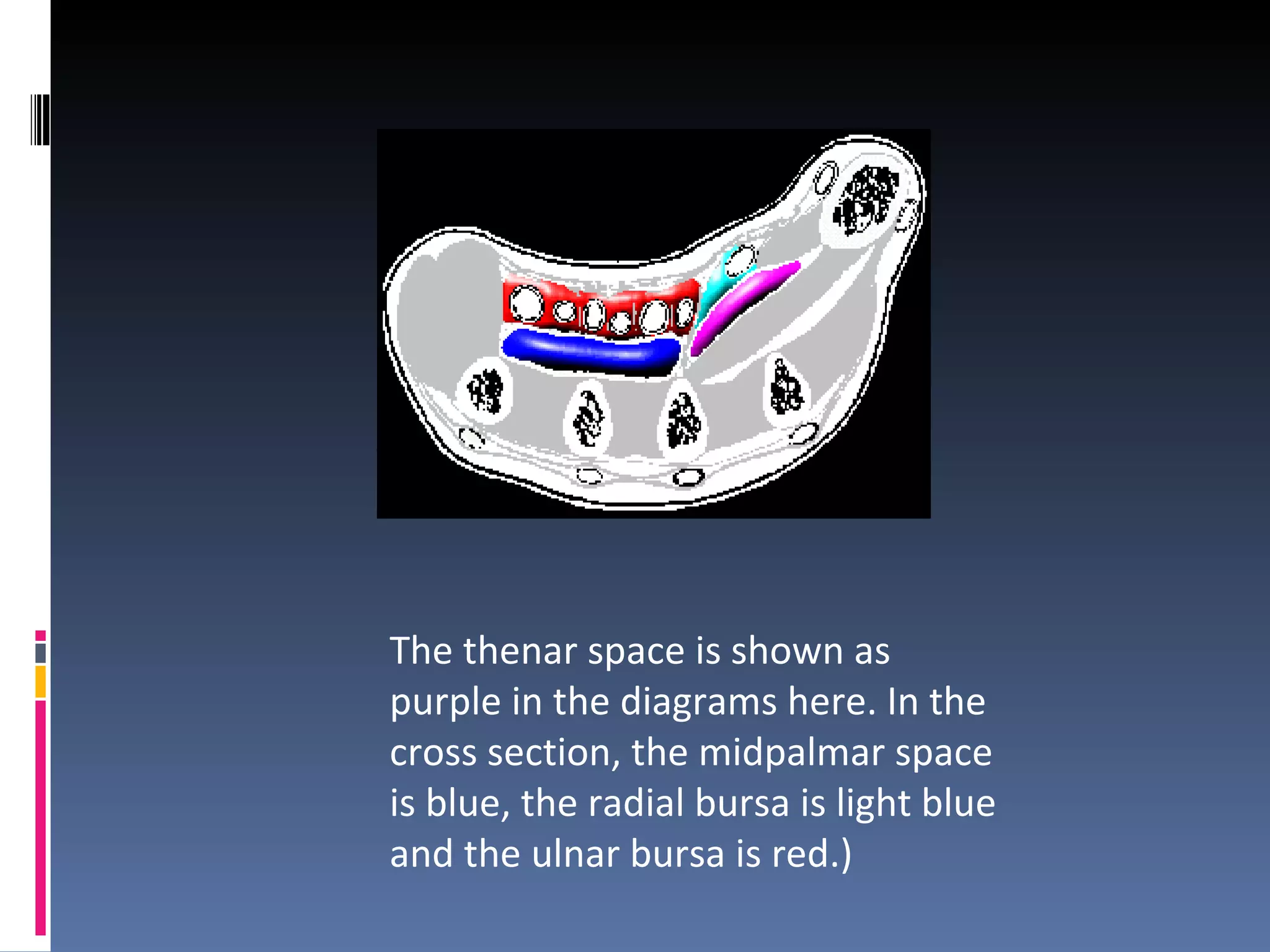 4. spaces of the hand & its applied anatomy[1] | PPT