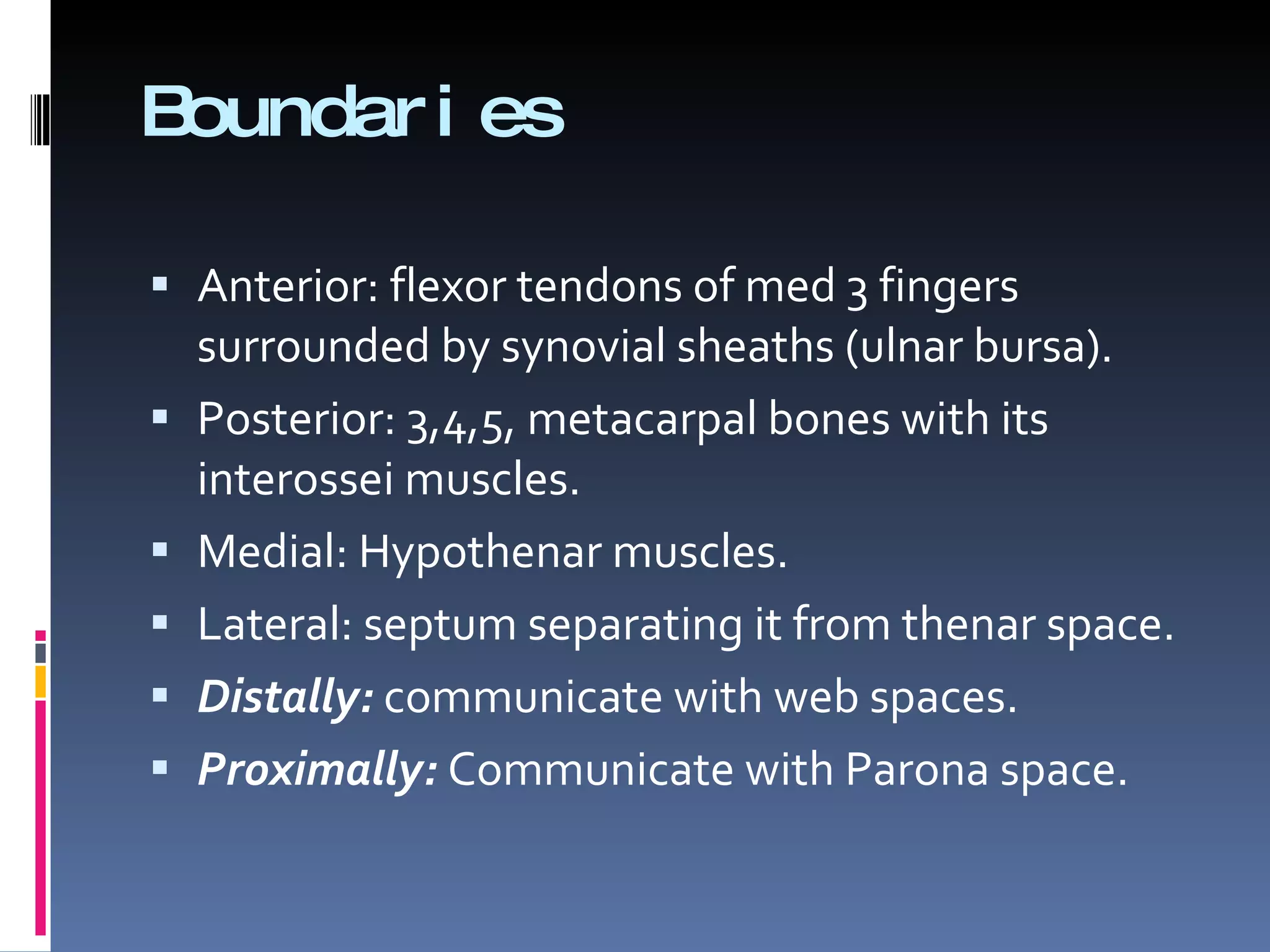 4. spaces of the hand & its applied anatomy[1] | PPT