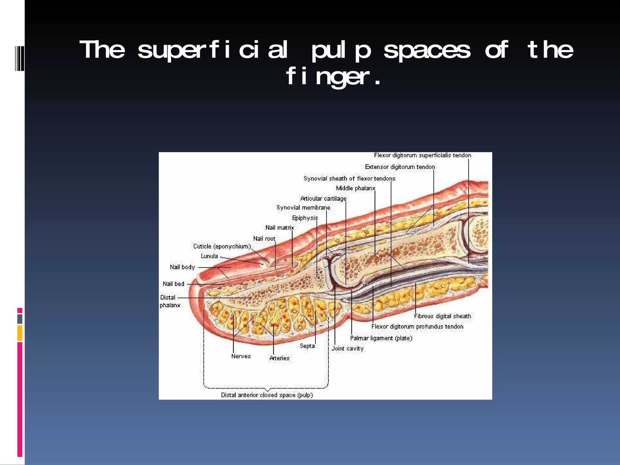 4. spaces of the hand & its applied anatomy[1] | PPT