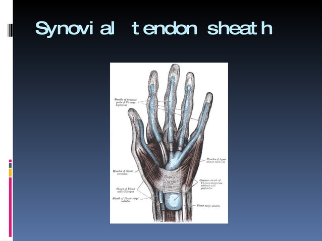 4. spaces of the hand & its applied anatomy[1] | PPT