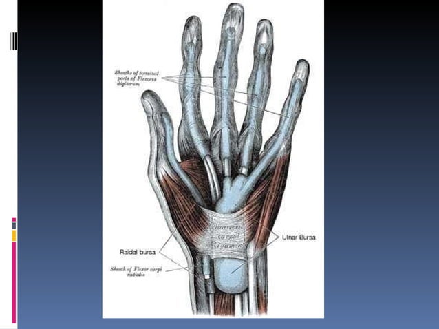 4. spaces of the hand & its applied anatomy[1] | PPT