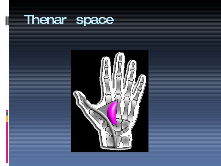 4. spaces of the hand & its applied anatomy[1]