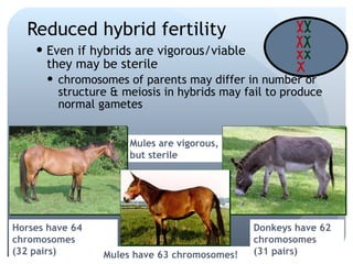 Speciation | PPT | Free Download