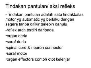 4-SPINAL CORD, sistem saraf slides dalam bahasa malaysia | PPT
