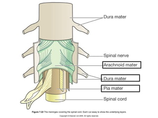 4-SPINAL CORD, sistem saraf slides dalam bahasa malaysia | PPT