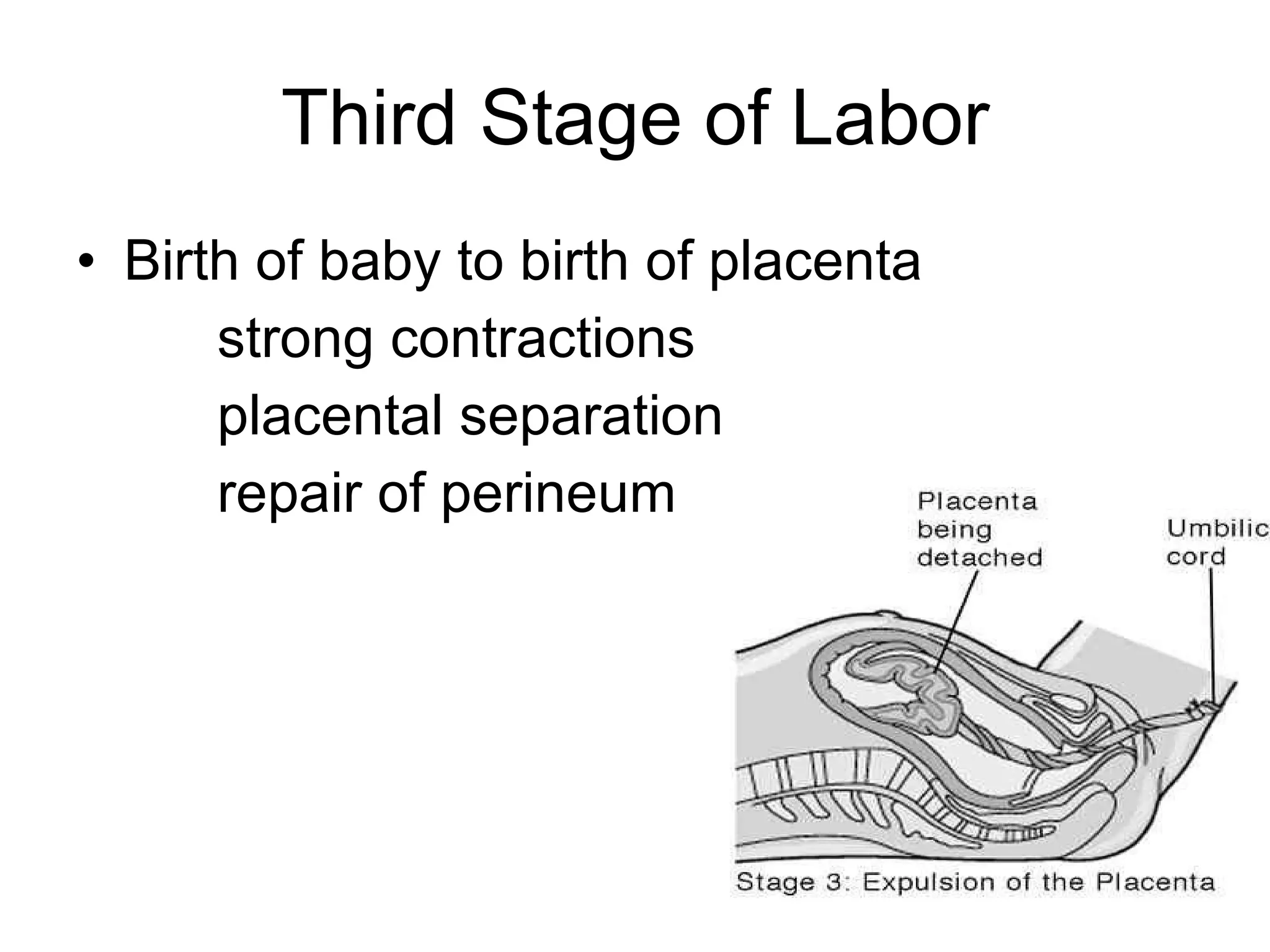 4 Stages of Labor | PPT