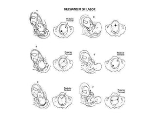4 Stages of Labor | PPT